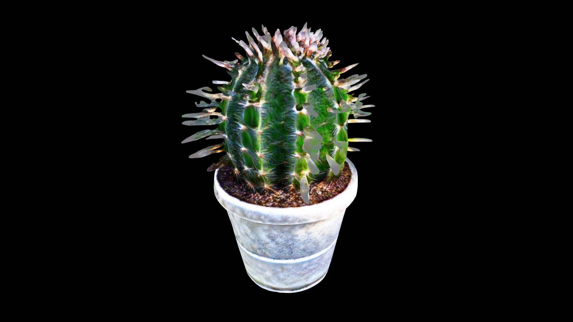 3D Model A Spiked Cactus Rests In A White Pot - TurboSquid 2204777