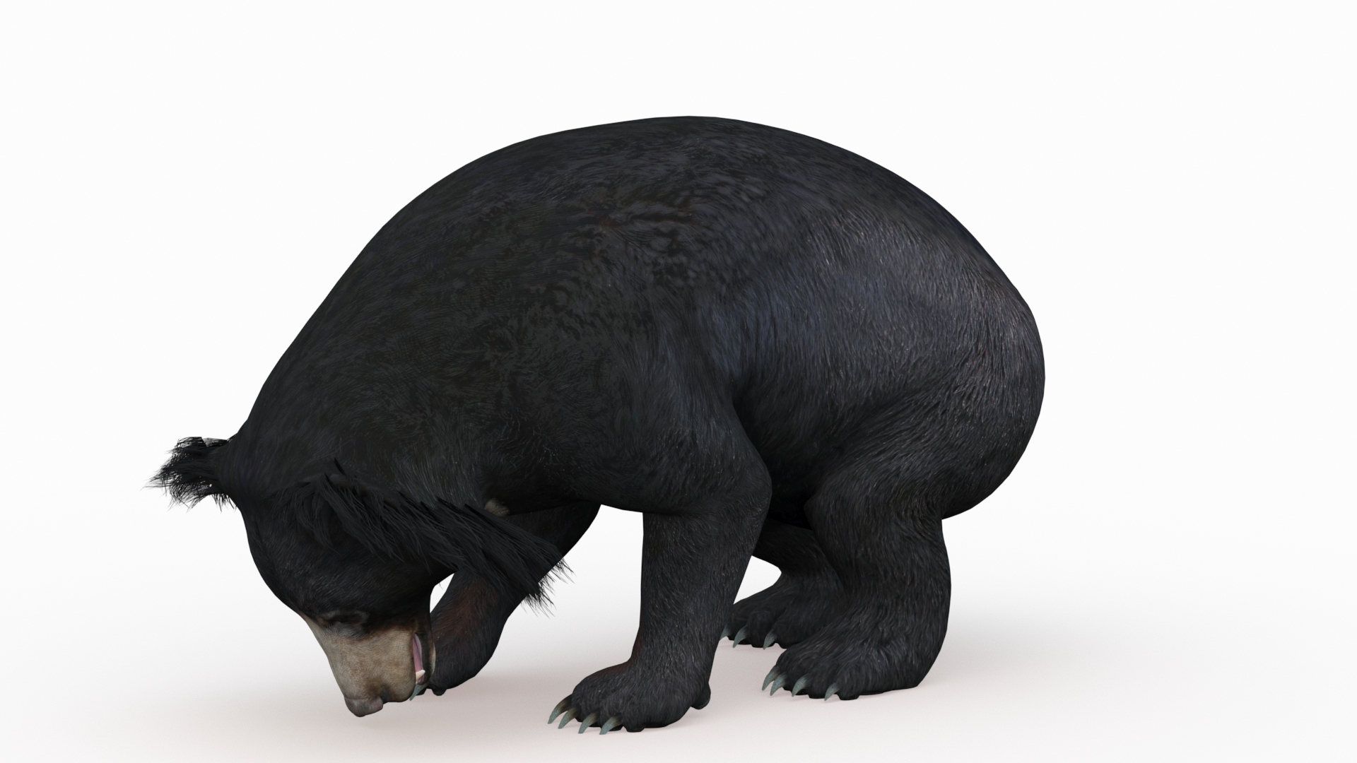 Sloth Bear Animal 3D - TurboSquid 1636030
