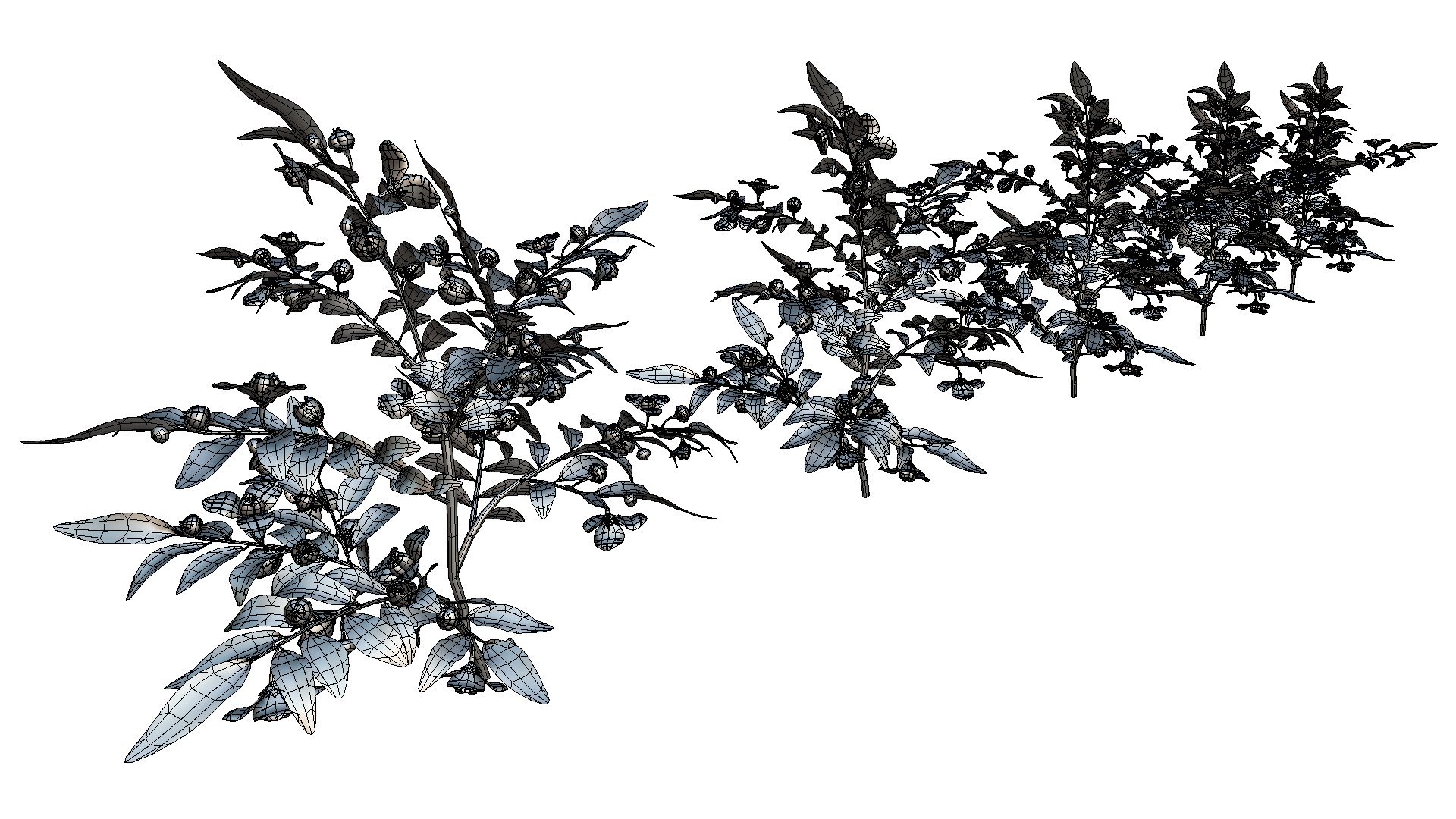 3D Flower Rumdul model - TurboSquid 2132118