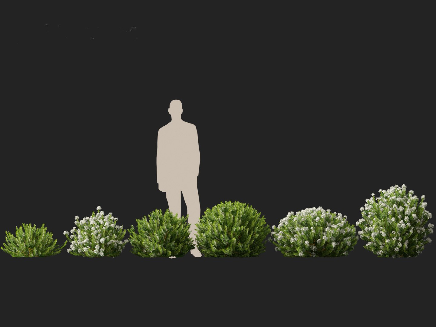 3d Hebe Odora Boxwood Model Turbosquid 2196307