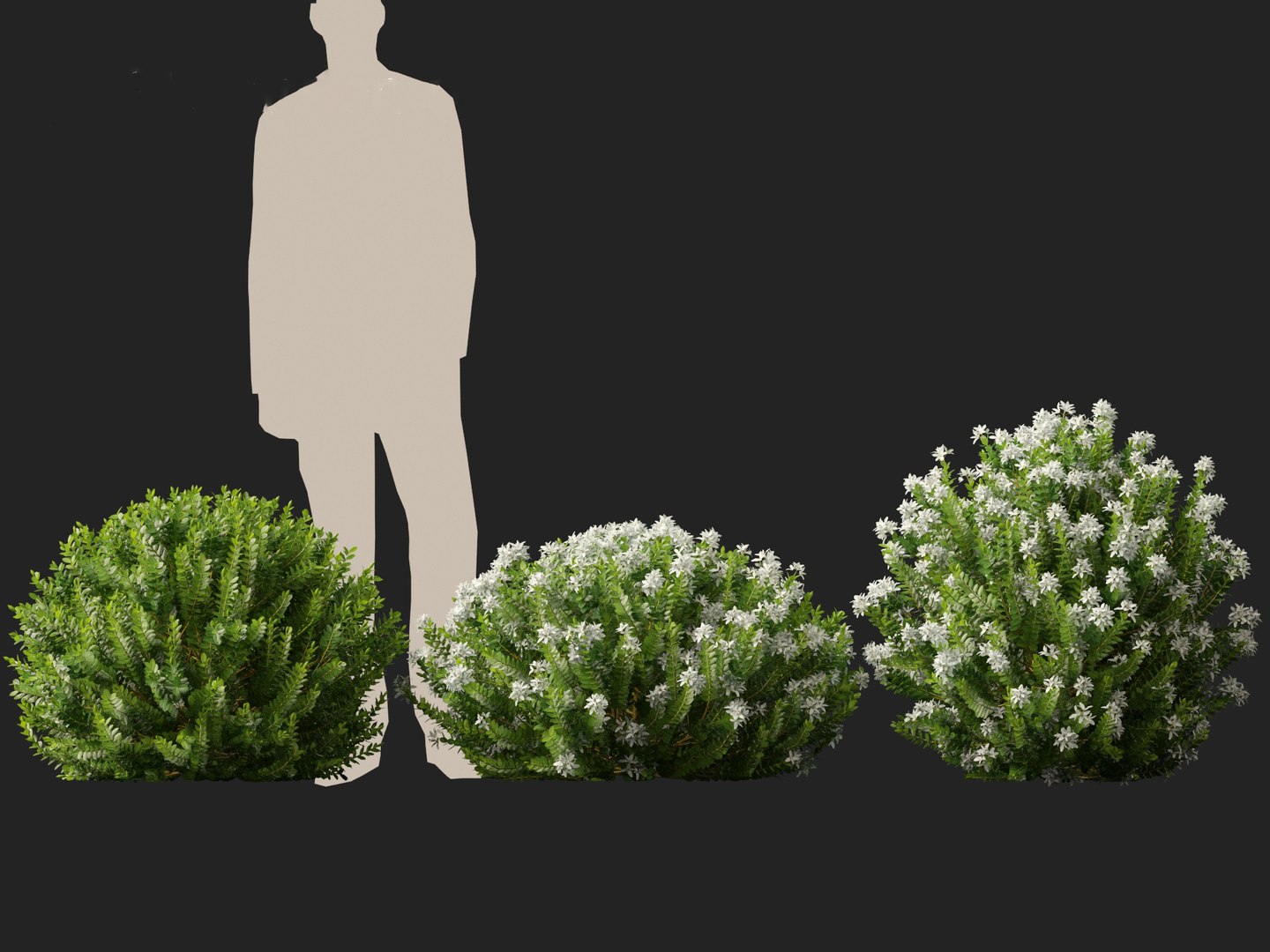 3D Hebe Odora - Boxwood Model - TurboSquid 2196307
