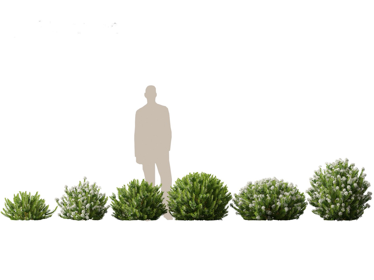 3d Hebe Odora Boxwood Model Turbosquid 2196307