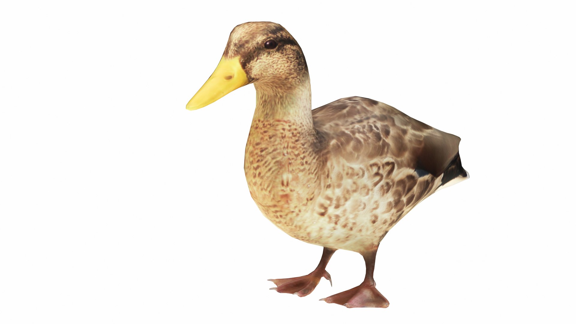 3D Mallard Duck Model - TurboSquid 2329560