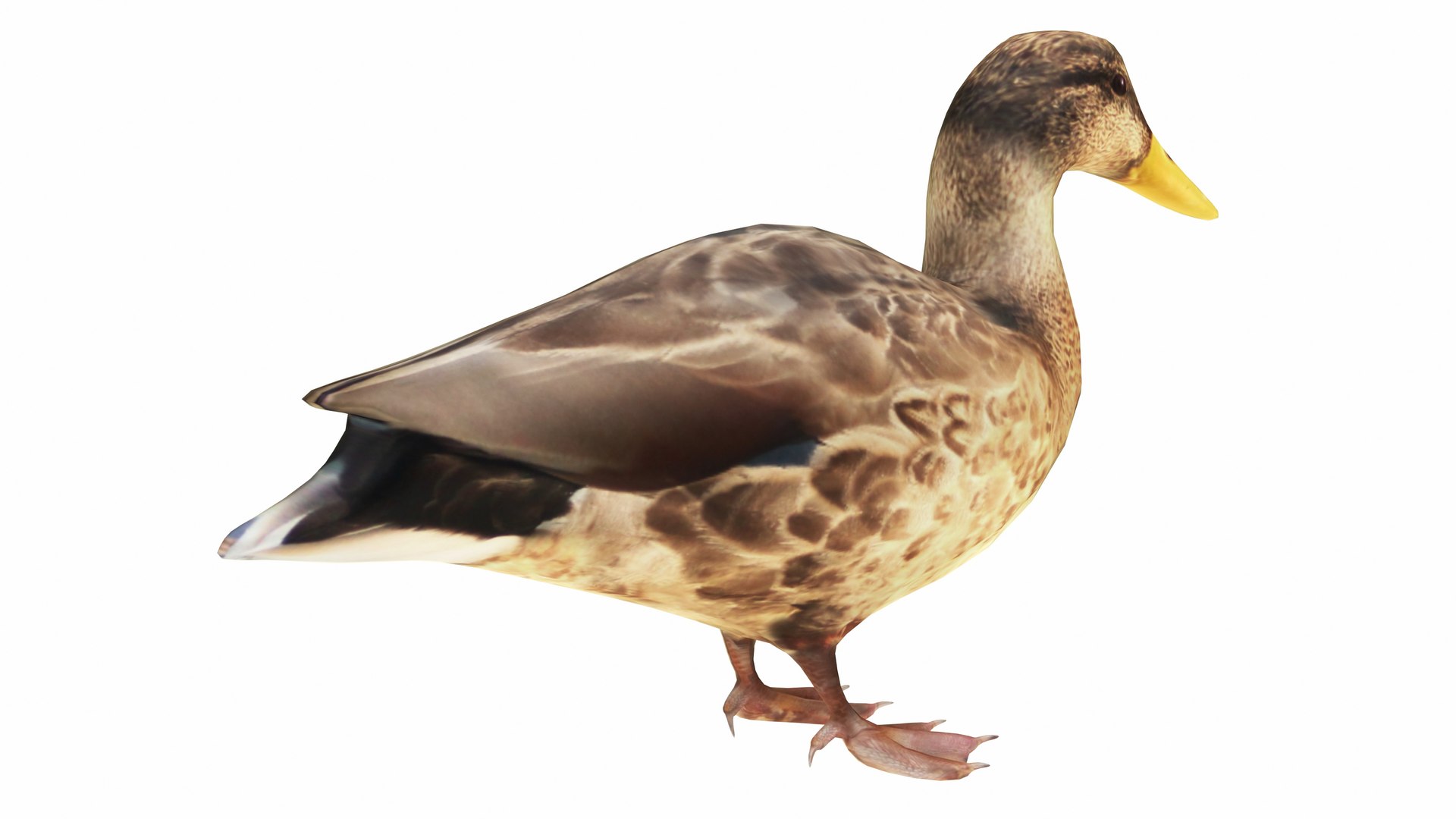 3D Mallard Duck Model - TurboSquid 2329560