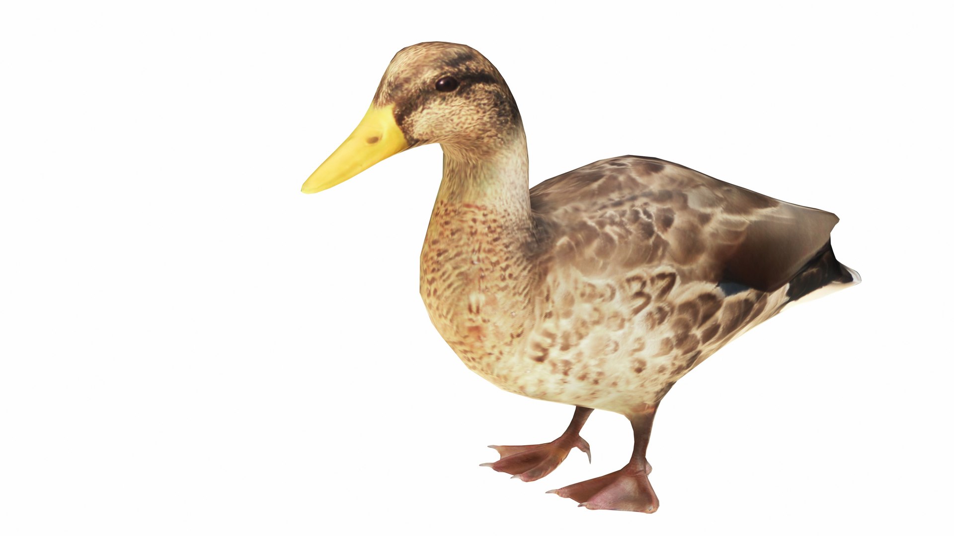 3D Mallard Duck Model - TurboSquid 2329560