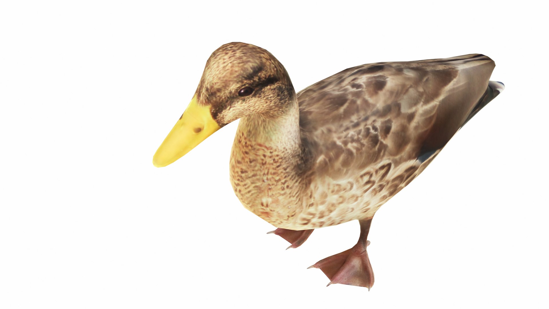3D Mallard Duck Model - TurboSquid 2329560