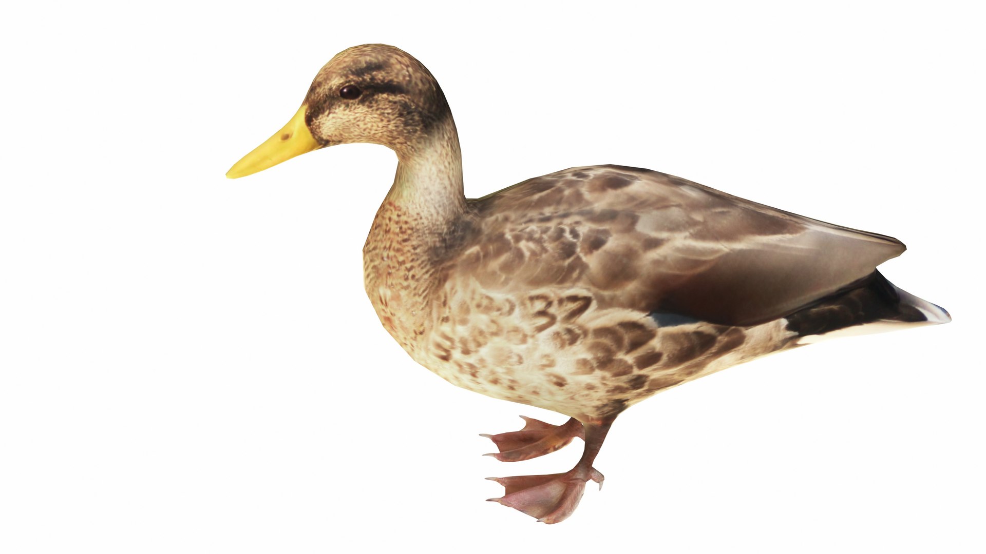 3D Mallard Duck Model - TurboSquid 2329560