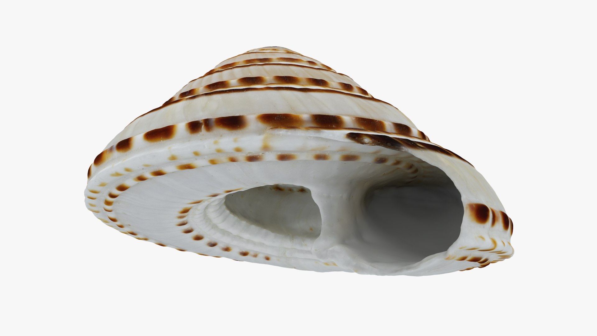 Architectonica Perspectiva Raw Scan 3D - TurboSquid 2383898