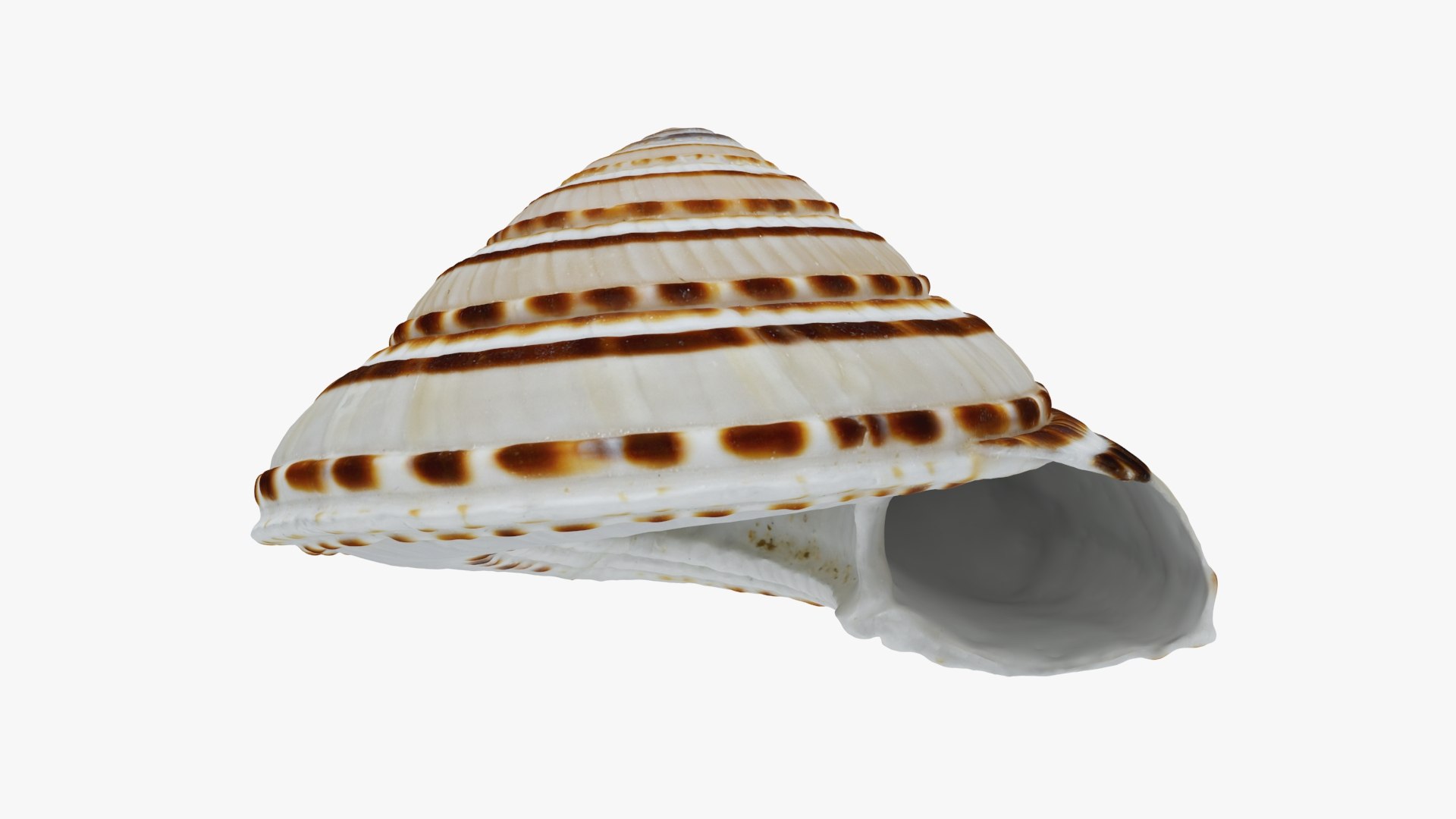 Architectonica Perspectiva Raw Scan 3D - TurboSquid 2383898