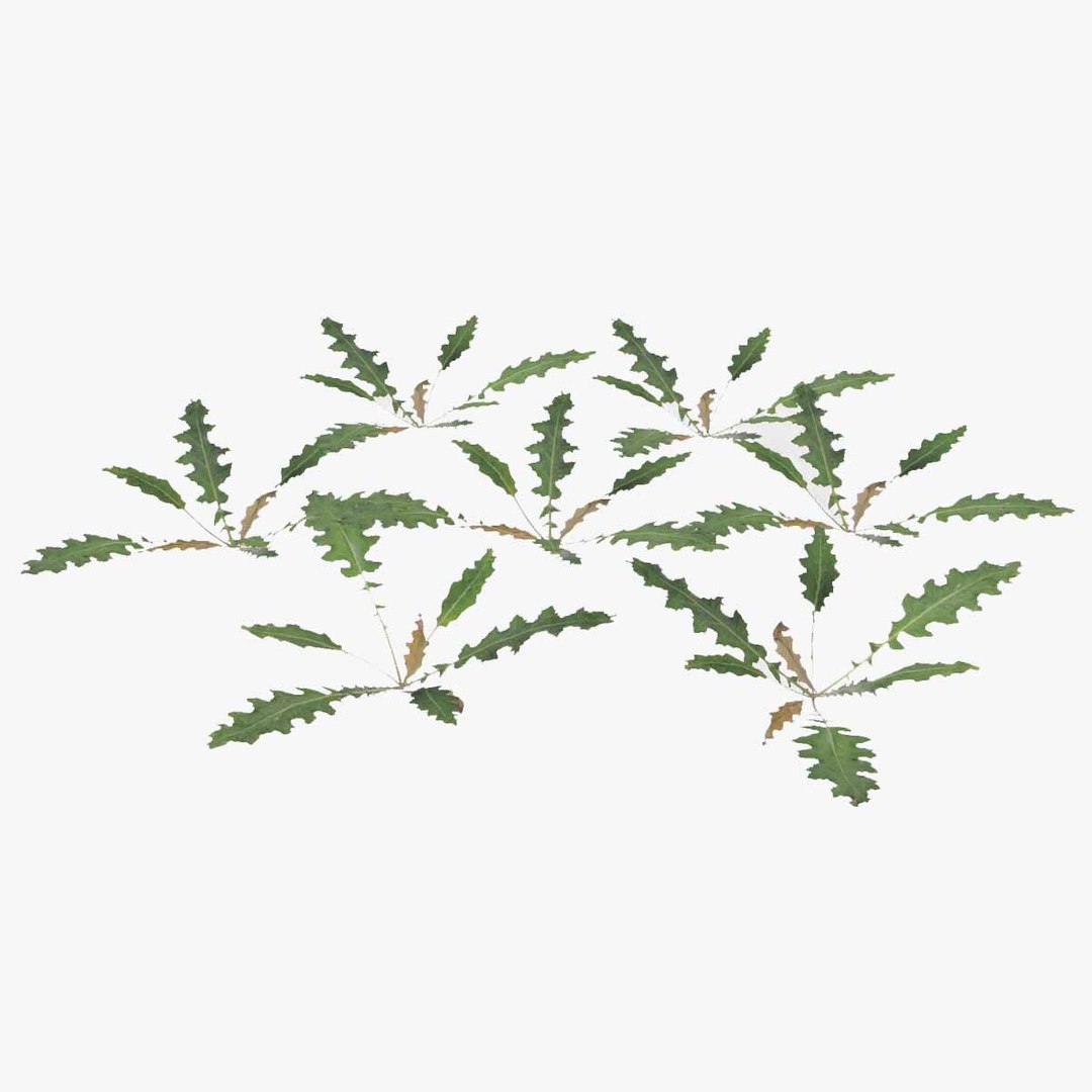 Plant Lawn 3D Model - TurboSquid 1624818