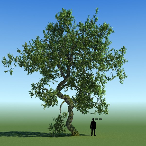 3d tree forest rainforest