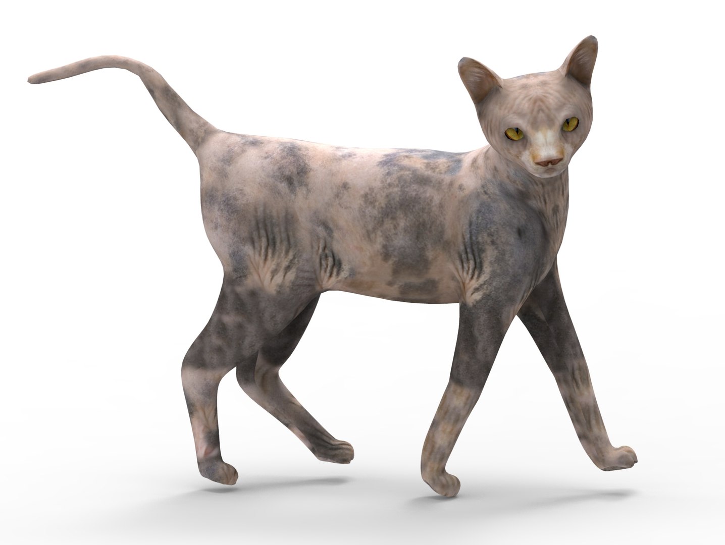 3D Cat Rigged Model - TurboSquid 1198016