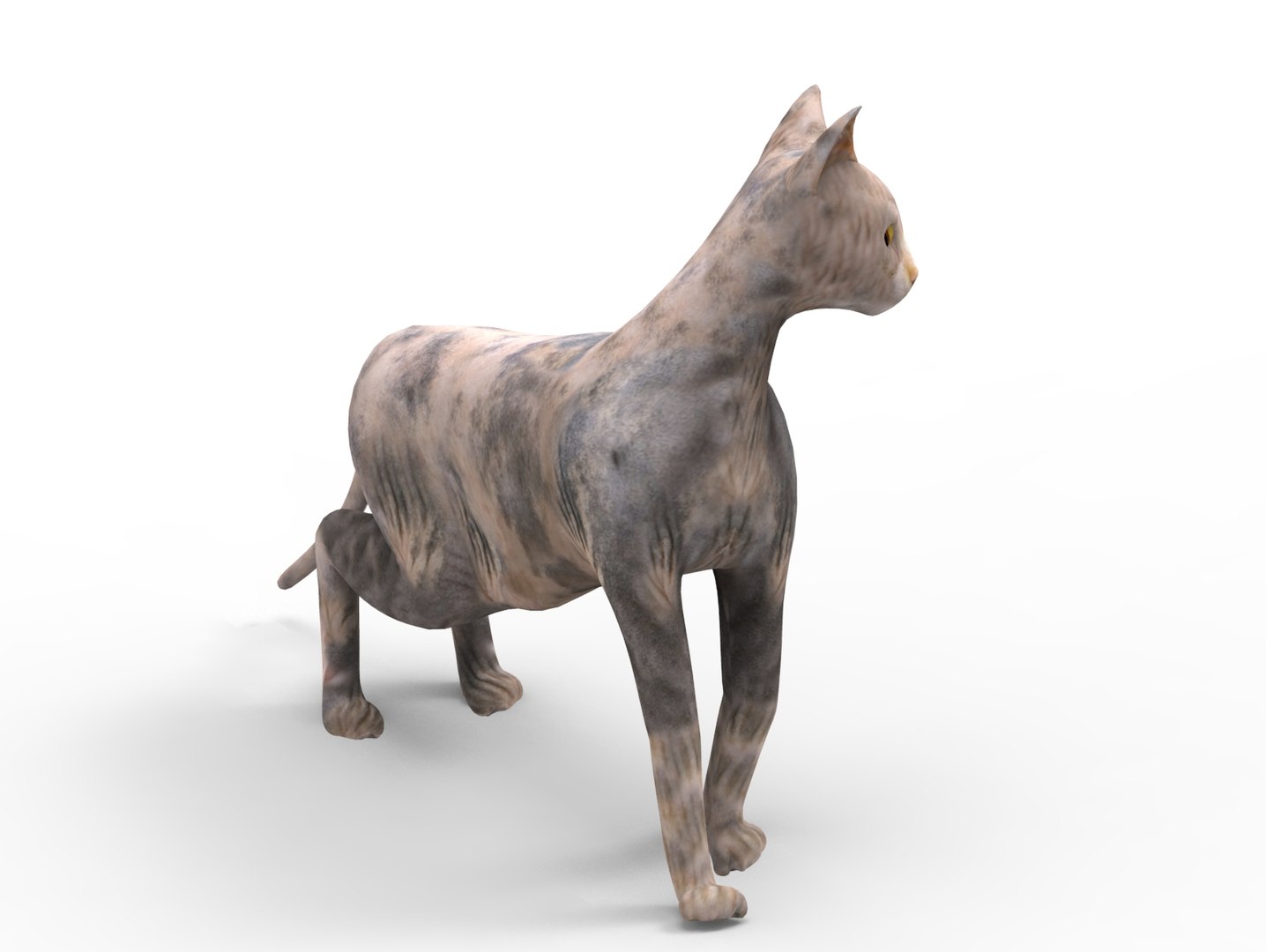 3D Cat Rigged Model - TurboSquid 1198016