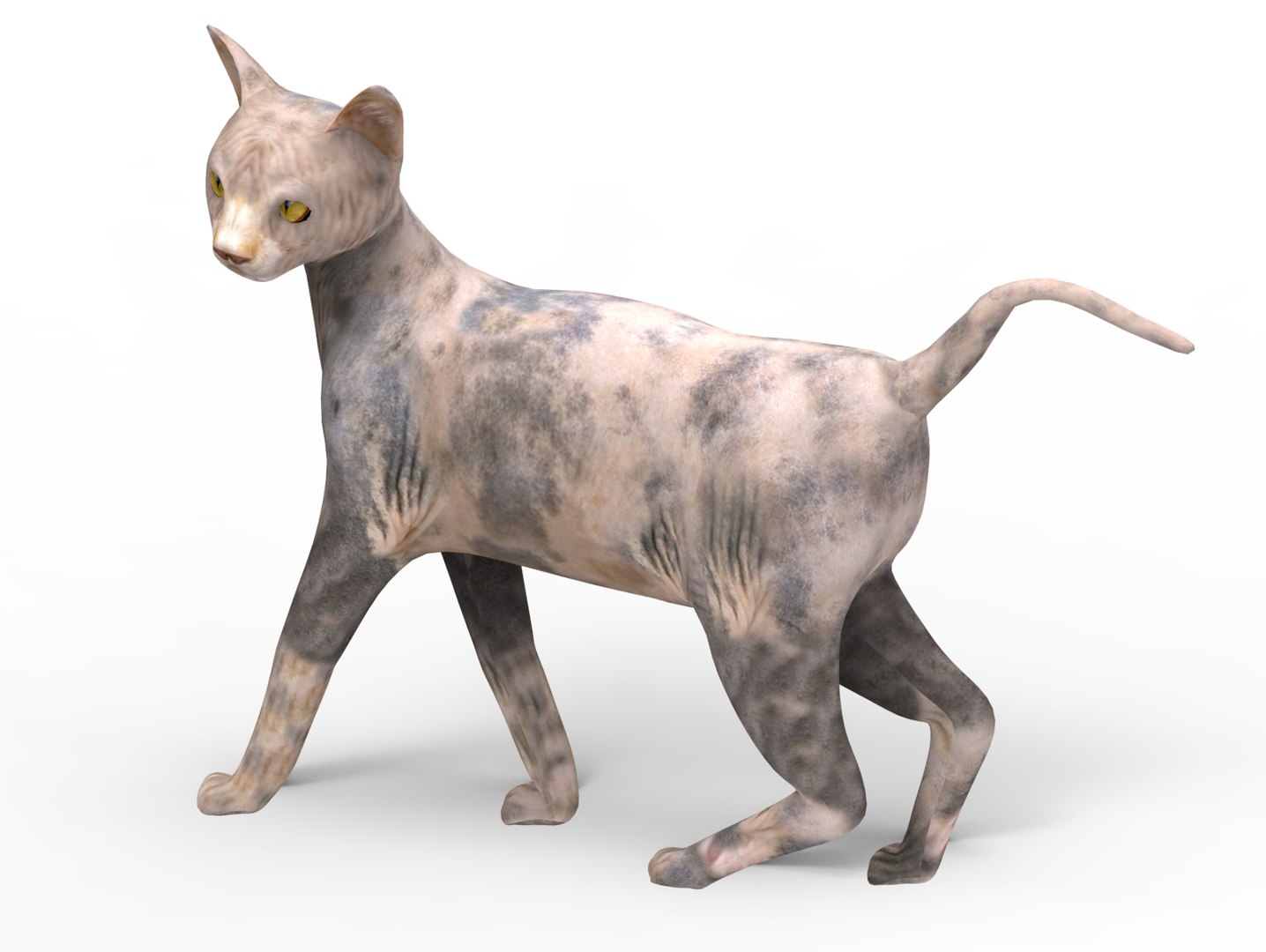 3D Cat Rigged Model - TurboSquid 1198016