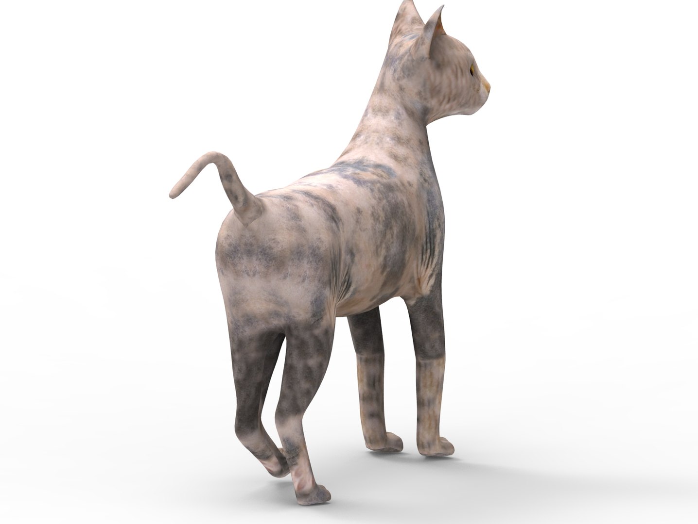 3D Cat Rigged Model - TurboSquid 1198016