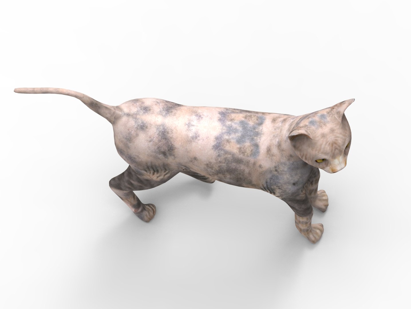 3D Cat Rigged Model - TurboSquid 1198016