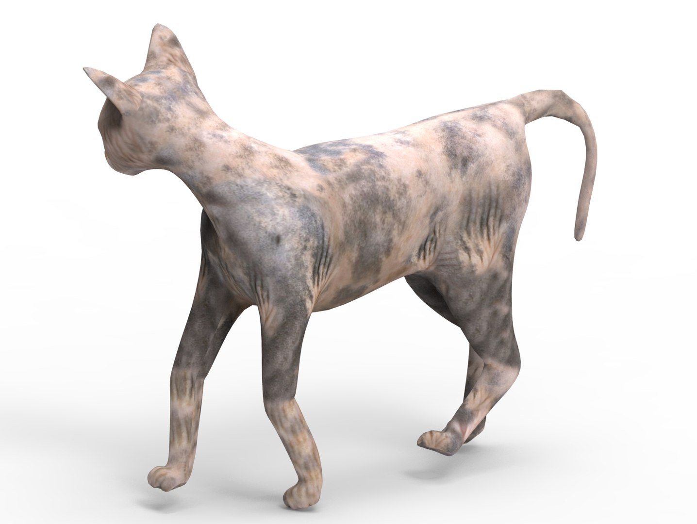 3D Cat Rigged Model - TurboSquid 1198016