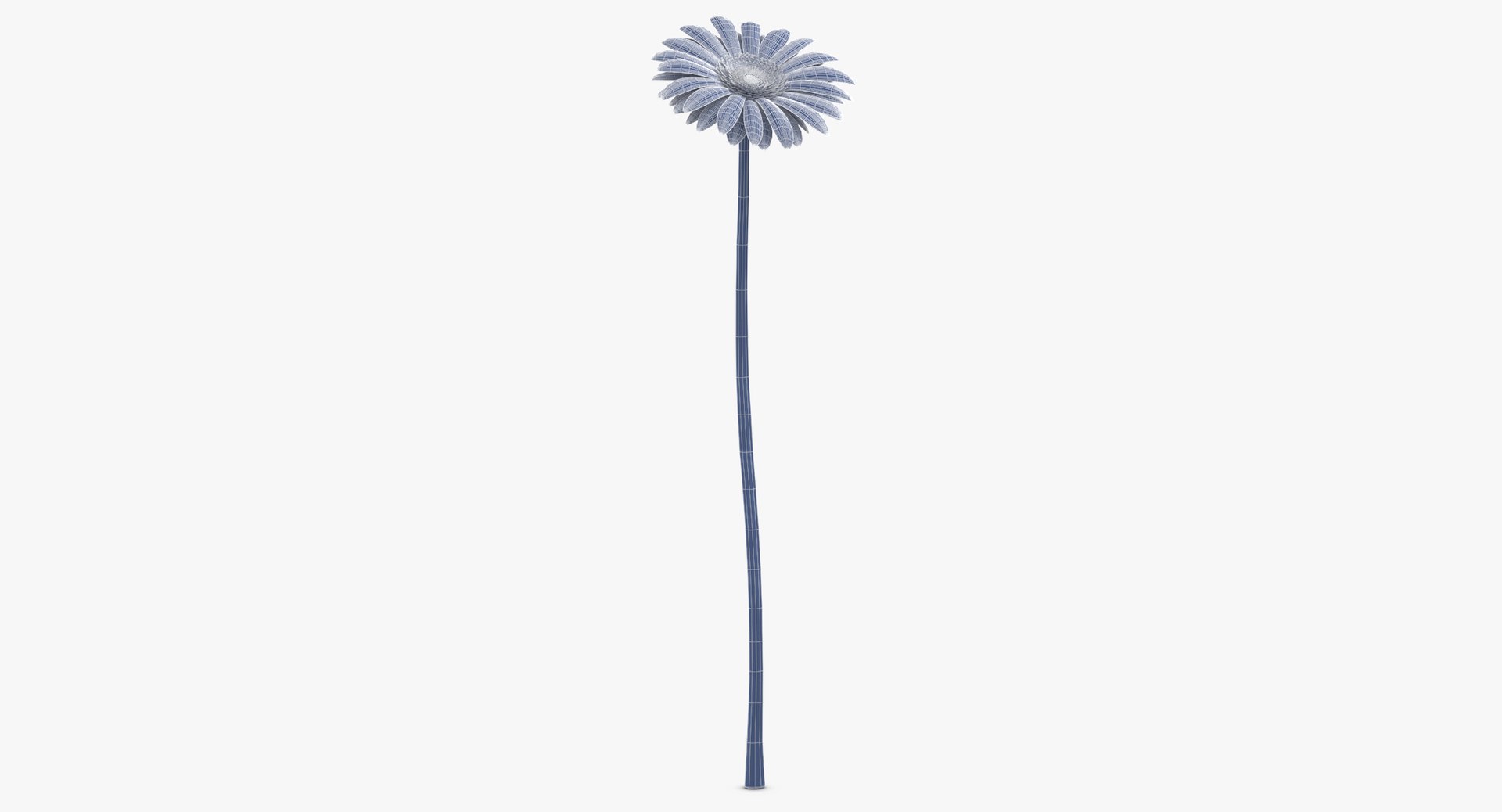 Gerbera White Gerber 3D Model - TurboSquid 1370328