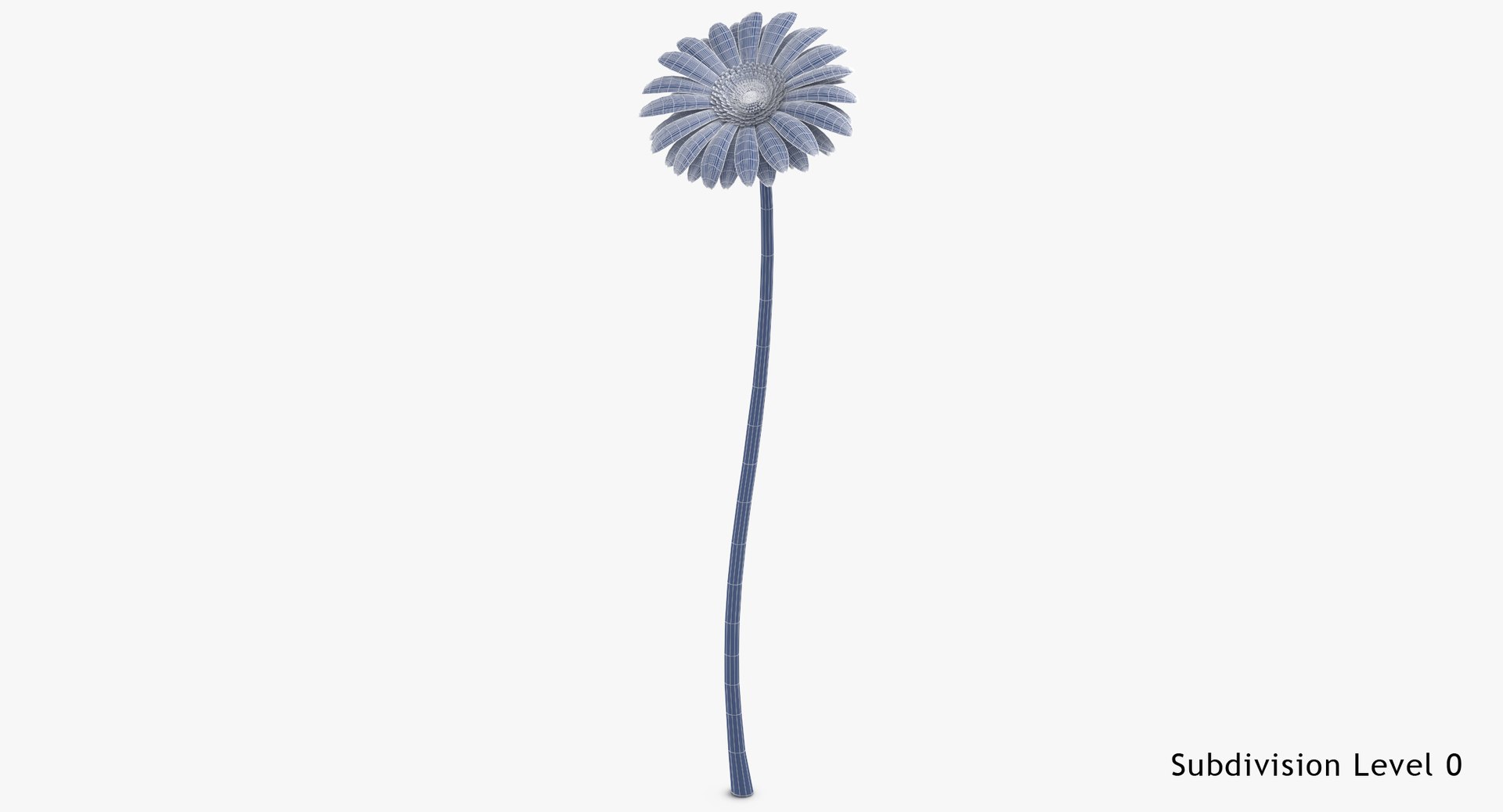 Gerbera White Gerber 3D Model - TurboSquid 1370328