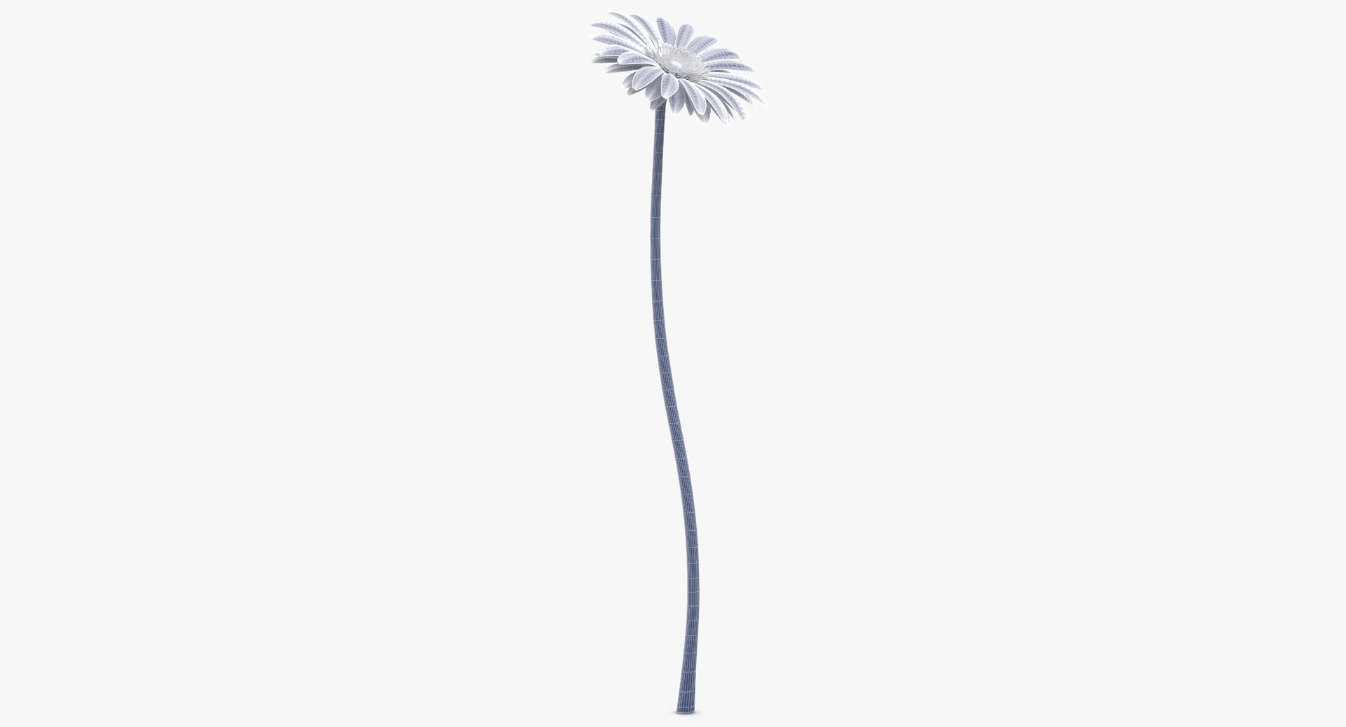 Gerbera White Gerber 3D Model - TurboSquid 1370328