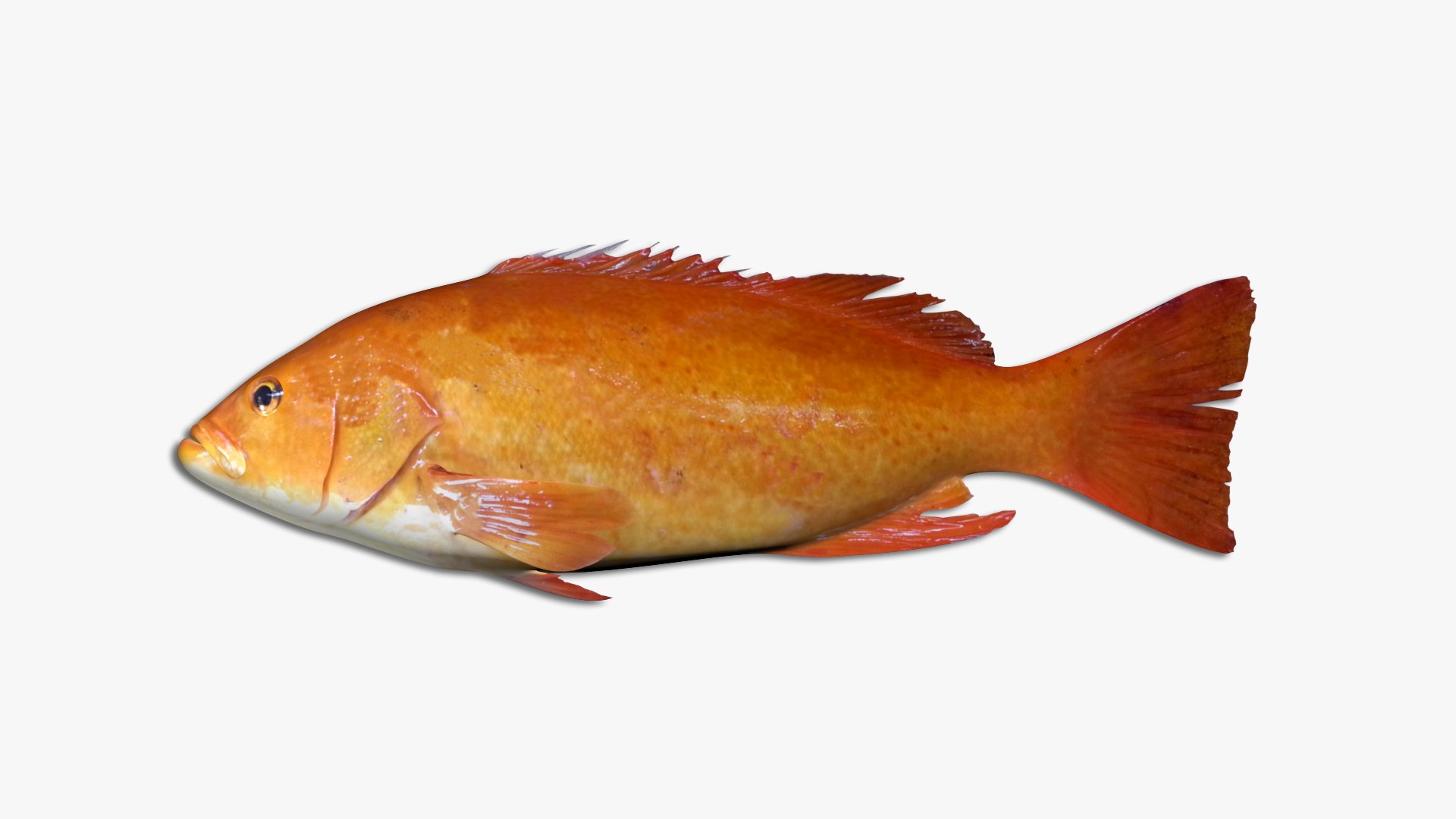 Grouper Collection 3D - TurboSquid 1818567
