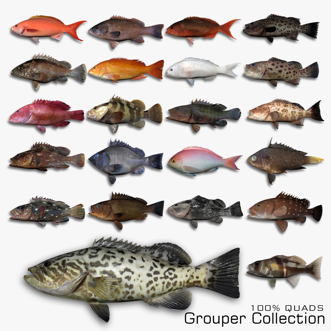 Grouper Collection 3D - TurboSquid 1818567
