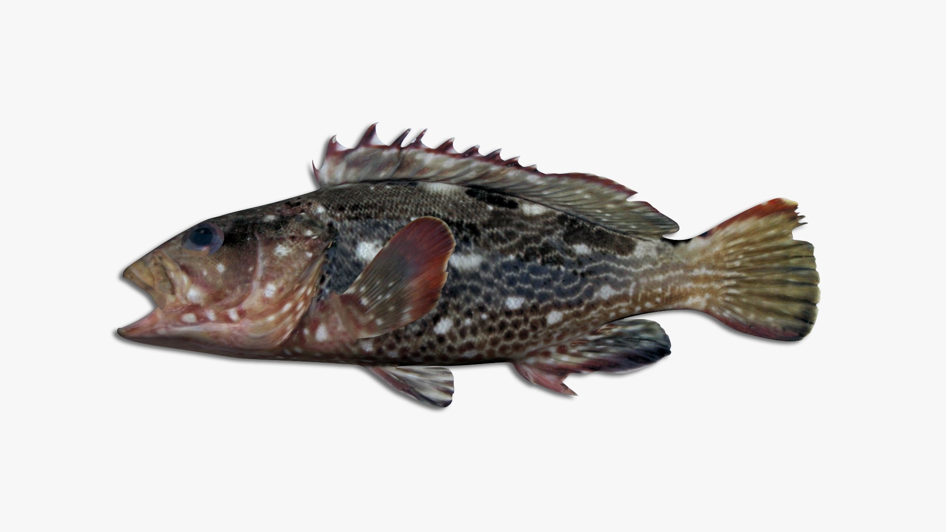 Grouper Collection 3D - TurboSquid 1818567