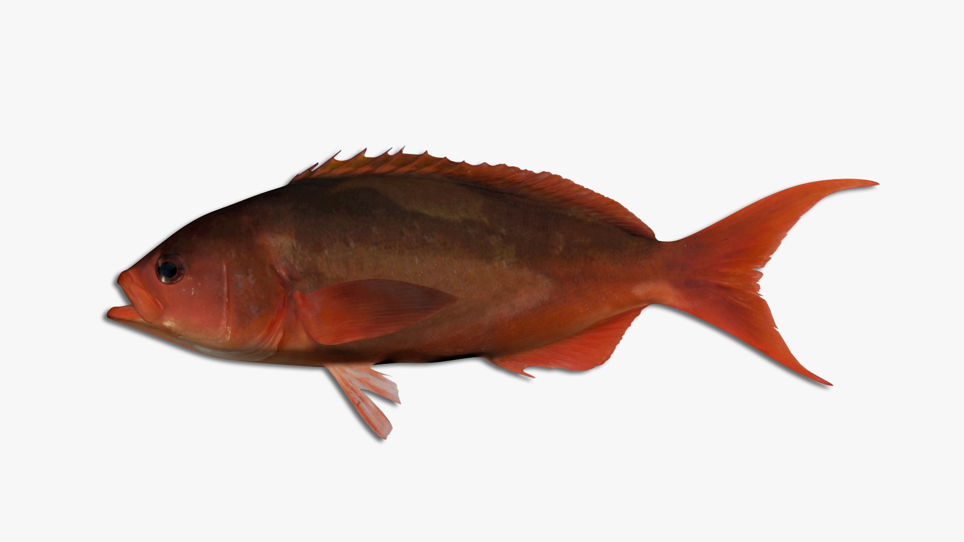 Grouper Collection 3D - TurboSquid 1818567