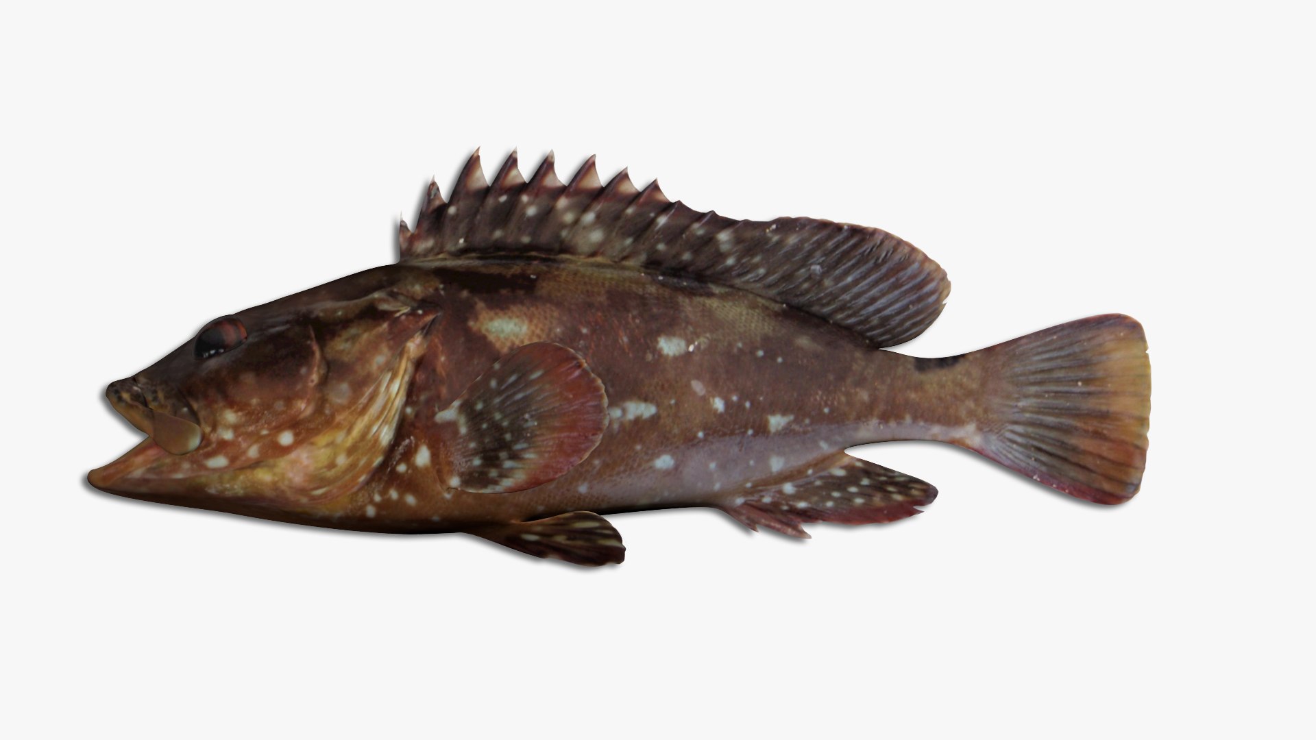 Grouper Collection 3D - TurboSquid 1818567