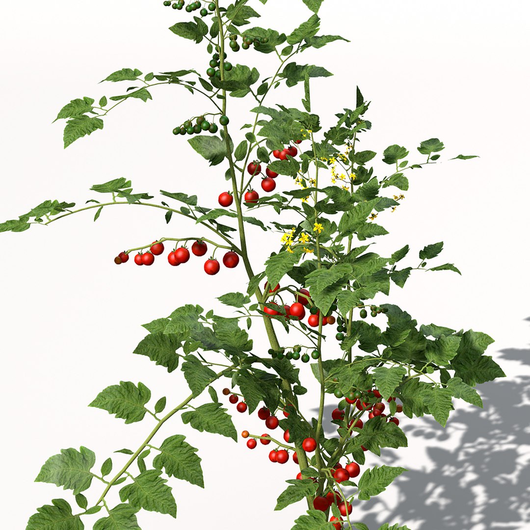 3d Model Xfrogplants Cherry Tomato Plant