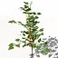 3d Model Xfrogplants Cherry Tomato Plant