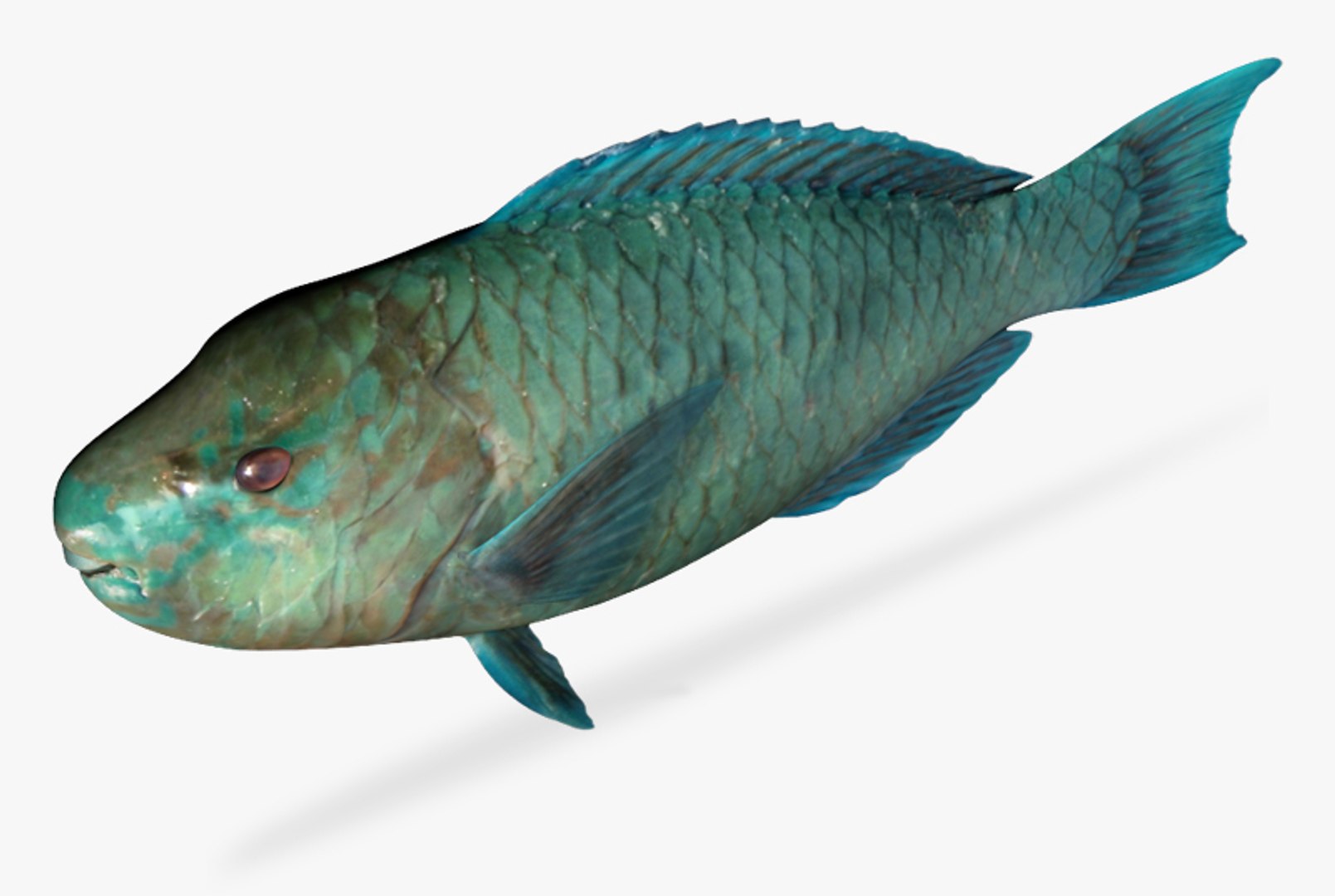 Azure Parrotfish 3d Fbx