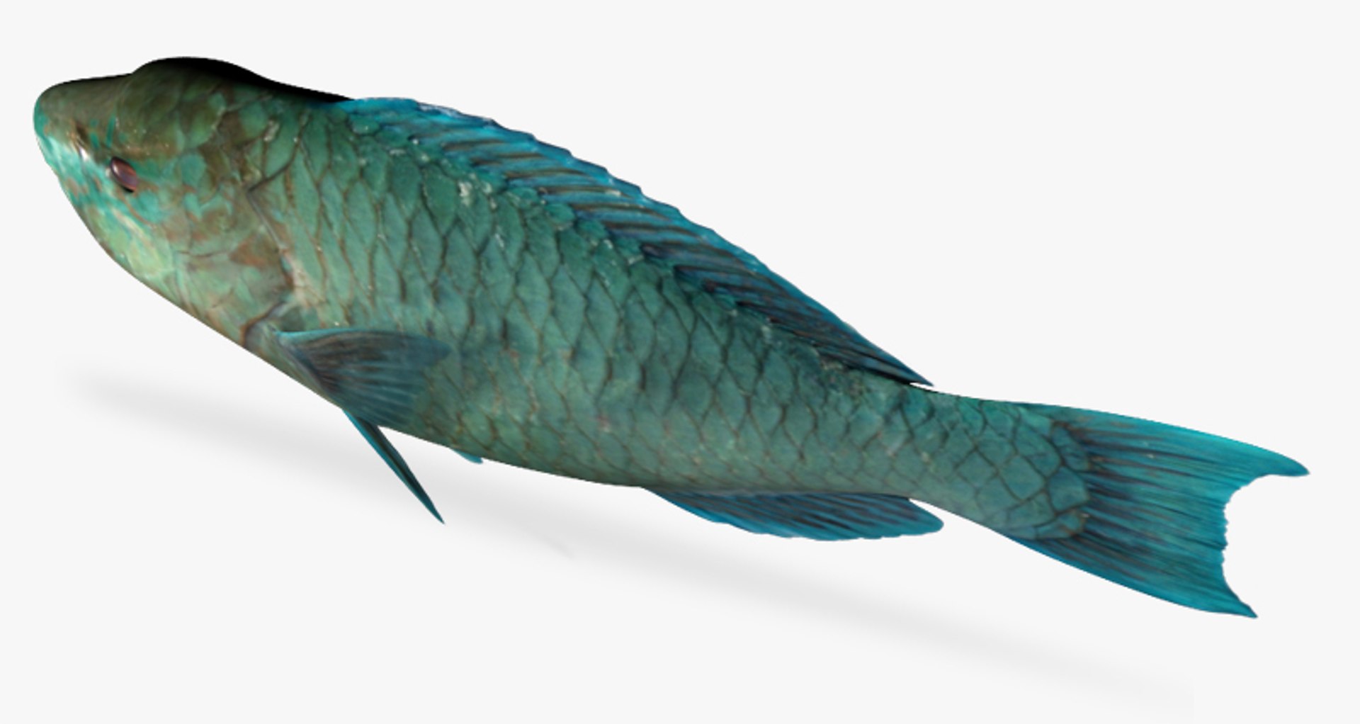 Azure Parrotfish 3d Fbx