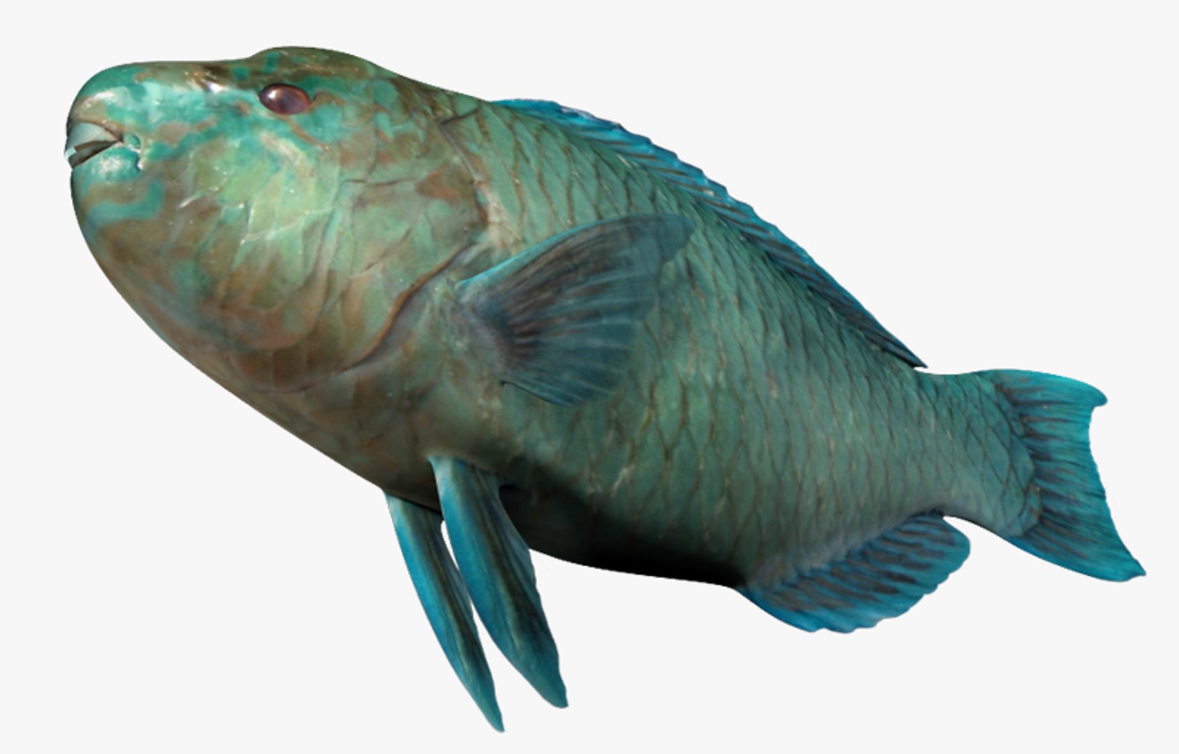 Azure Parrotfish 3d Fbx