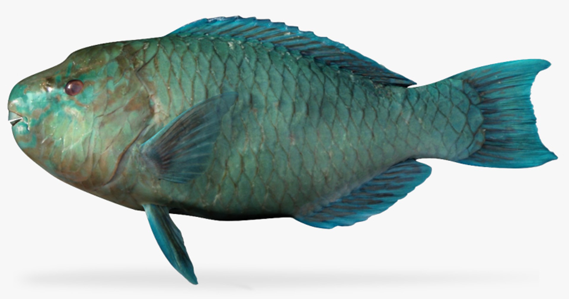 Azure Parrotfish 3d Fbx
