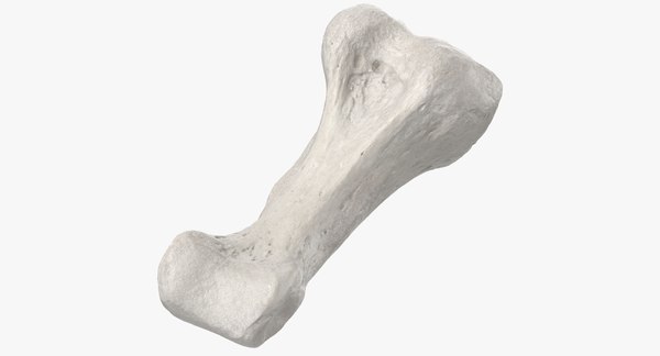Human Phalanges Bones of the Little Toe White - 3 models 3D model ...