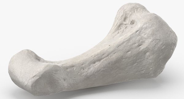 Human Phalanges Bones of the Little Toe White - 3 models 3D model ...