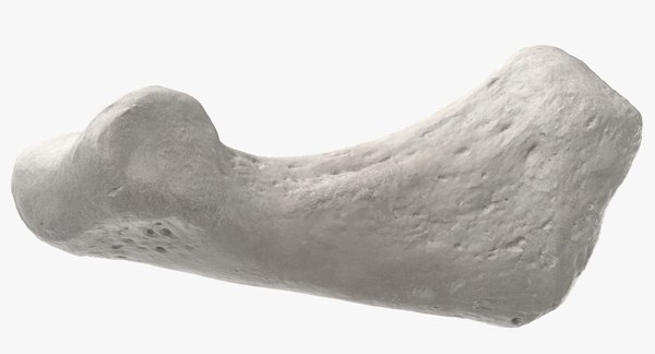 Human Phalanges Bones of the Little Toe White - 3 models 3D model ...