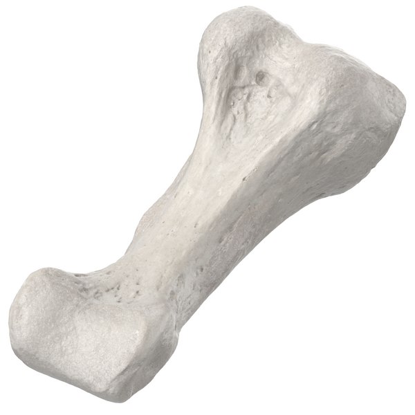 Human Phalanges Bones of the Little Toe White - 3 models 3D model ...