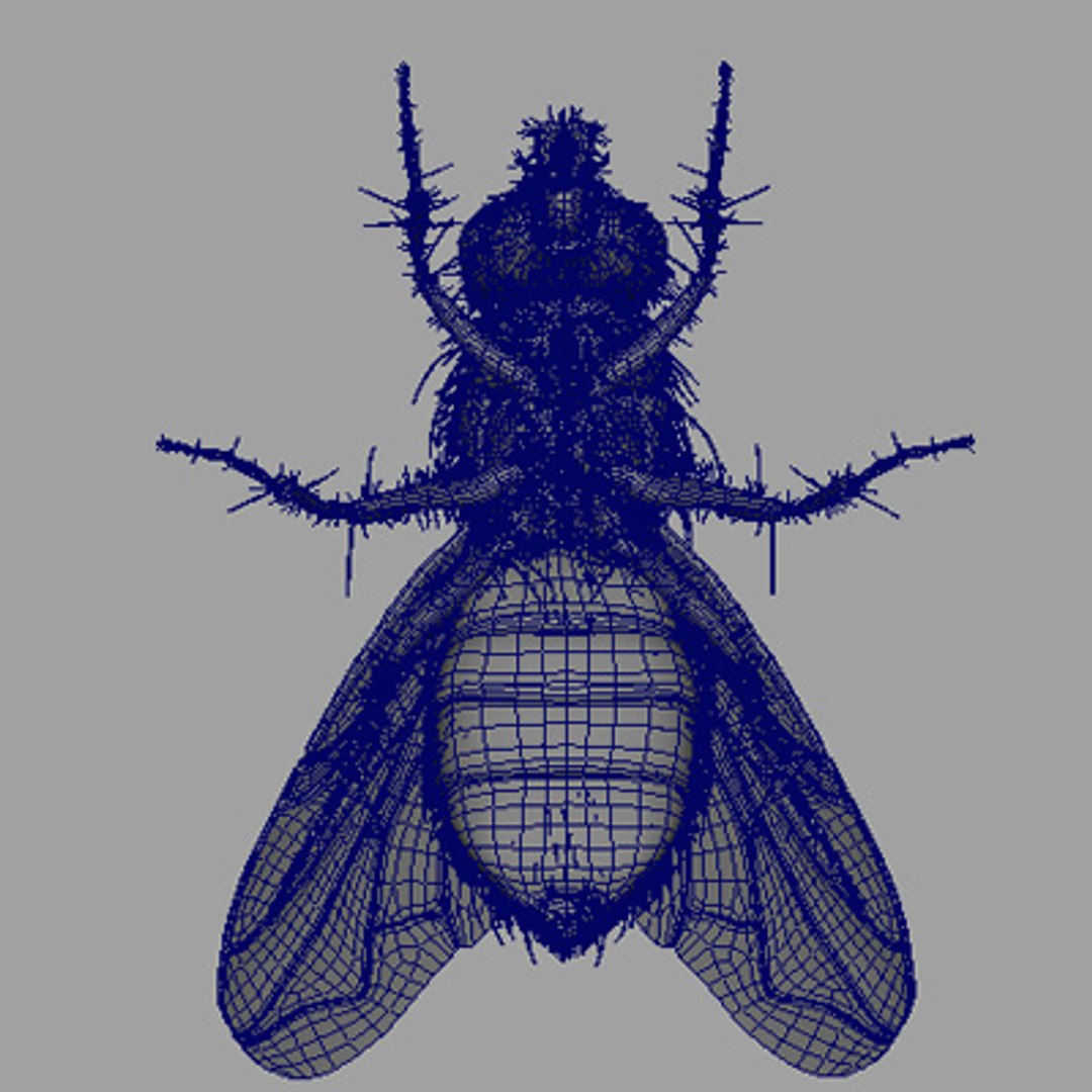 3d Model Housefly 7
