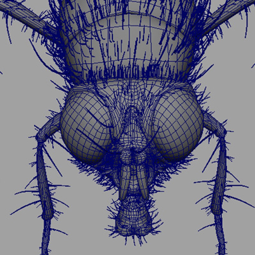 3d Model Housefly 7