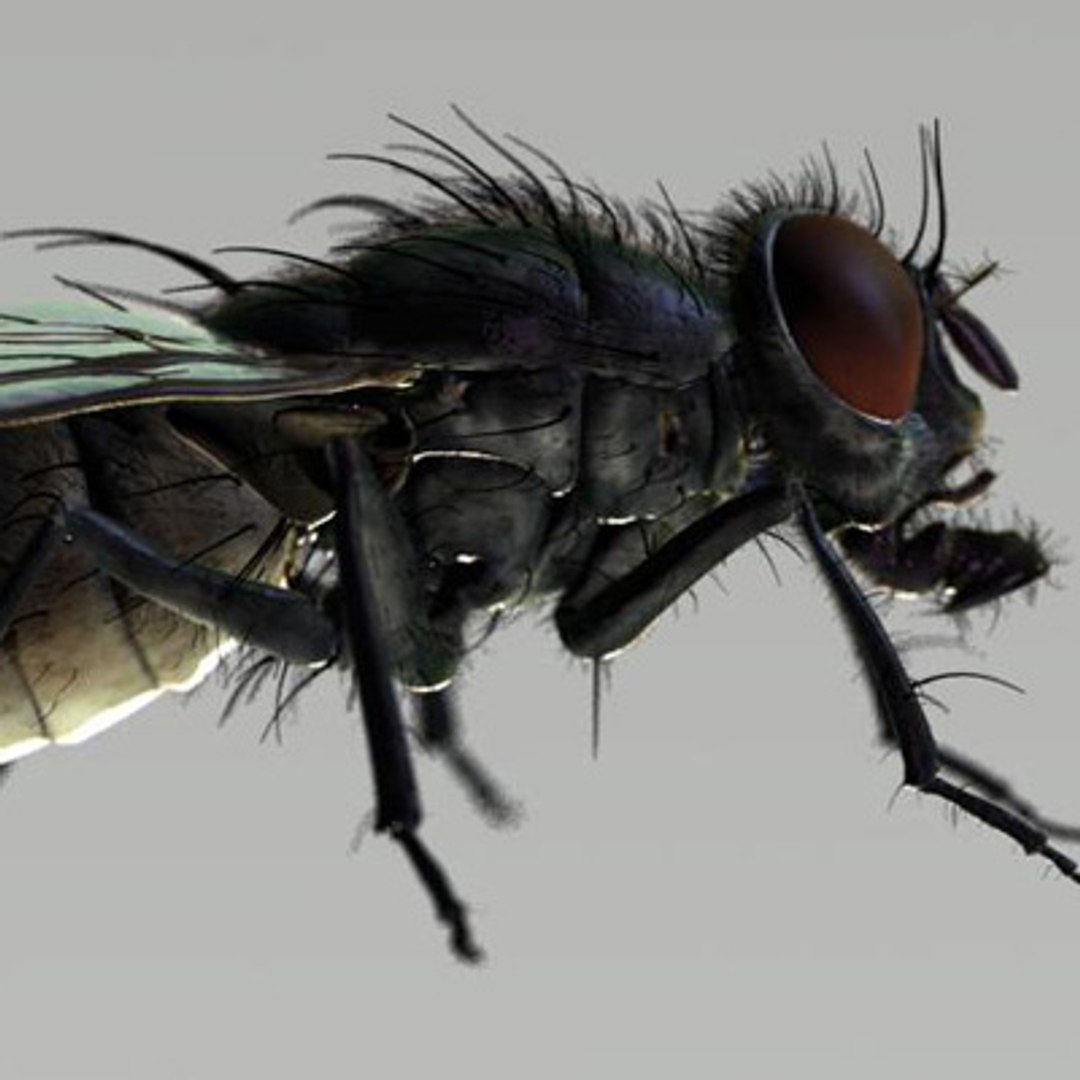 3d Model Housefly 7