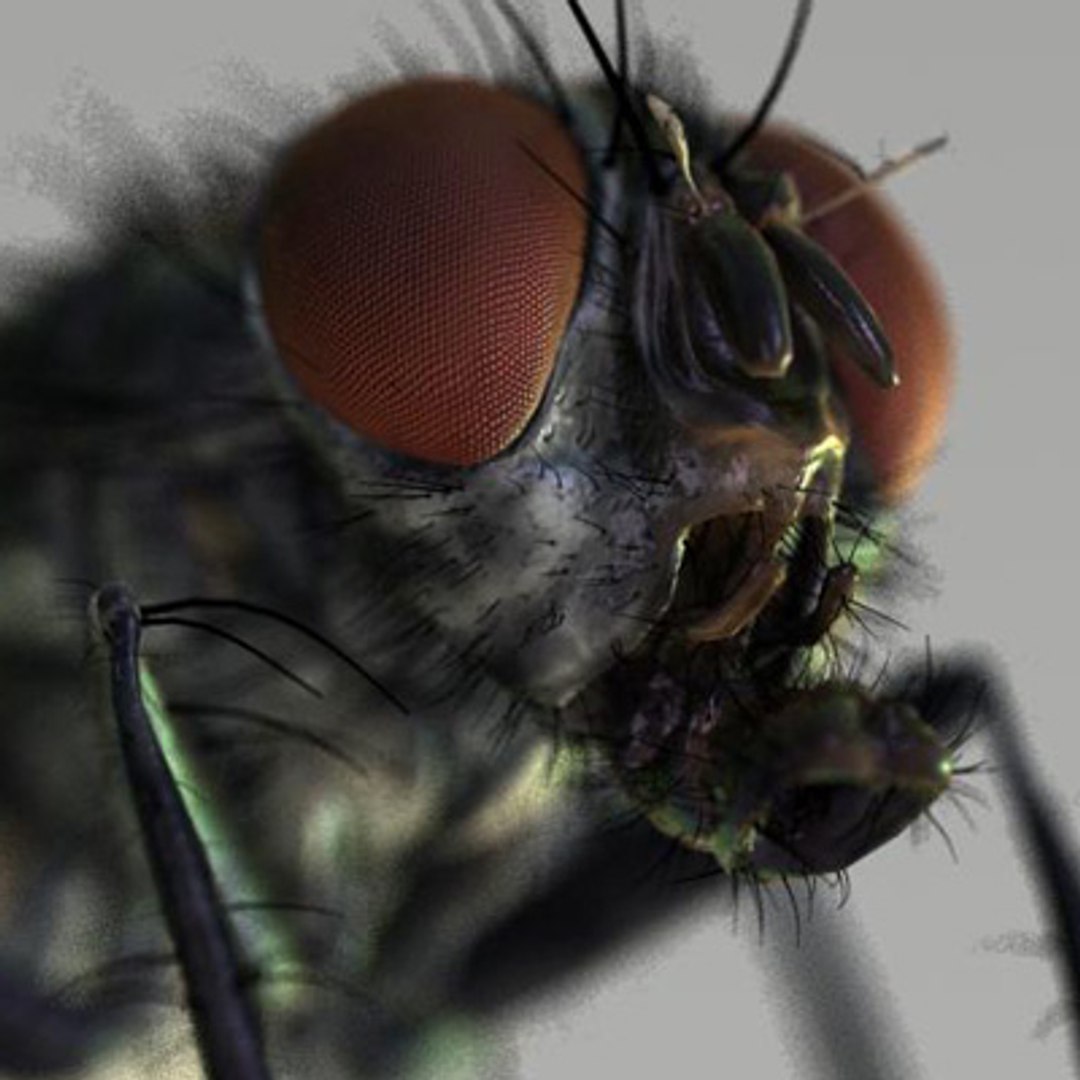 3d Model Housefly 7