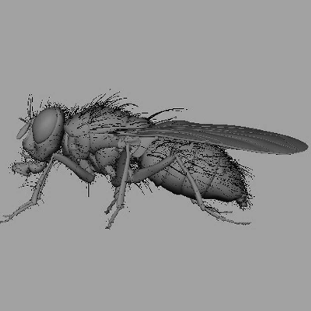 3d Model Housefly 7