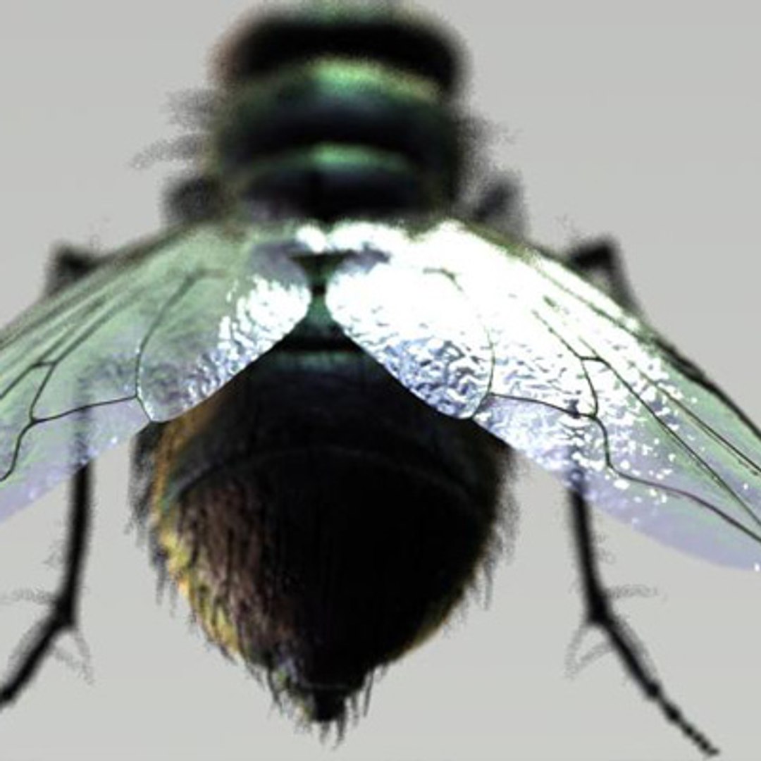 3d Model Housefly 7