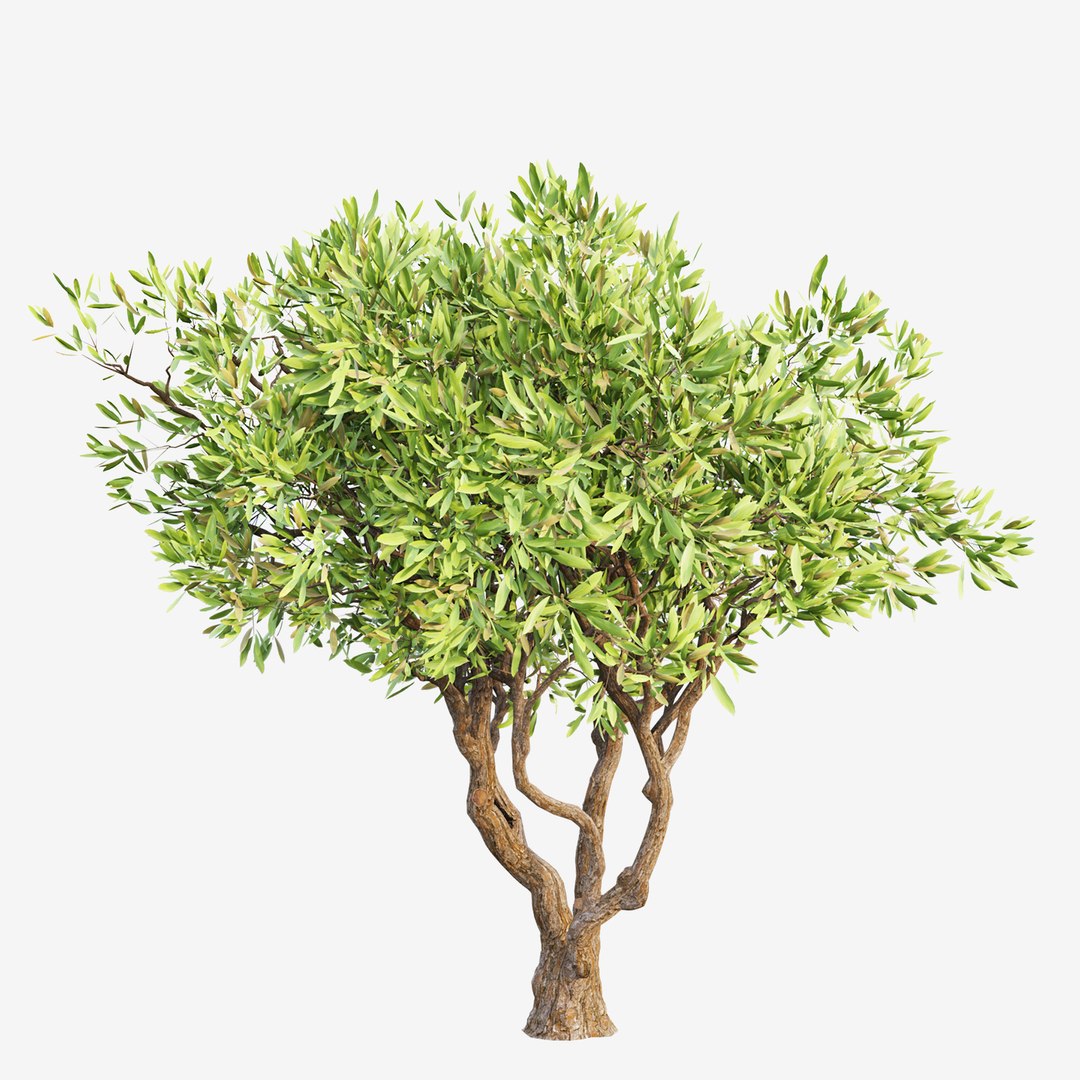 Set Of Olive Or Olea Europaea Tree - 2 Trees 3D Model - TurboSquid 1999405