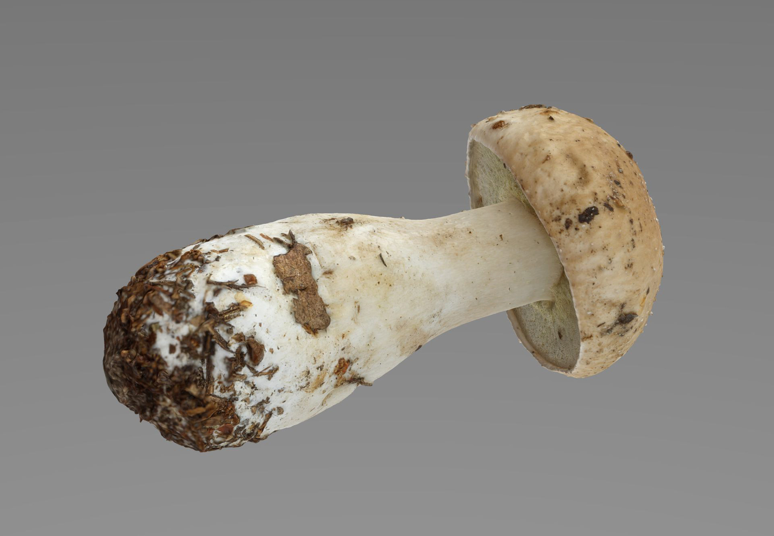 3D Boletus Edulis Or Porcino Model - TurboSquid 1972453