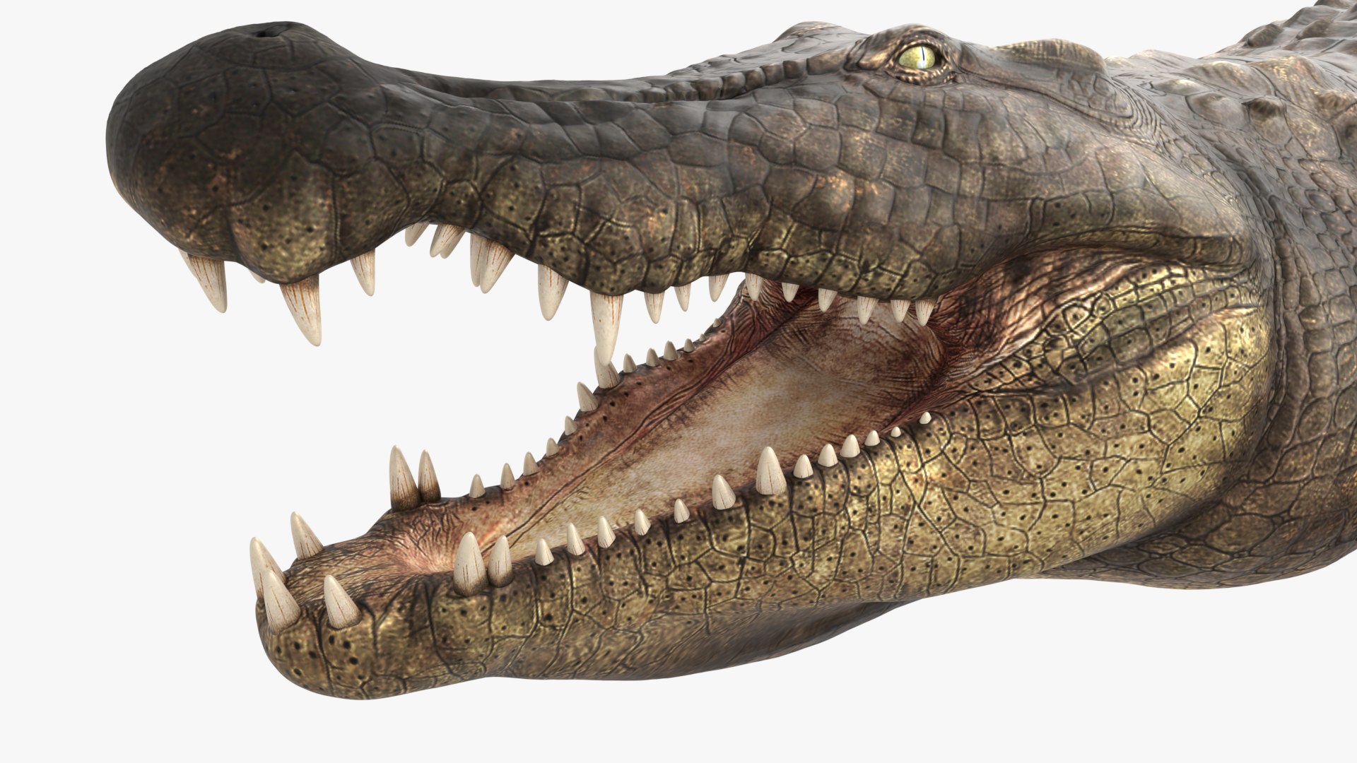 3D Realistic Crocodile Model: Rigged - TurboSquid 1466376
