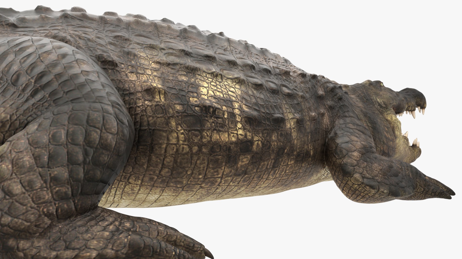 3D Realistic Crocodile Model: Rigged - TurboSquid 1466376