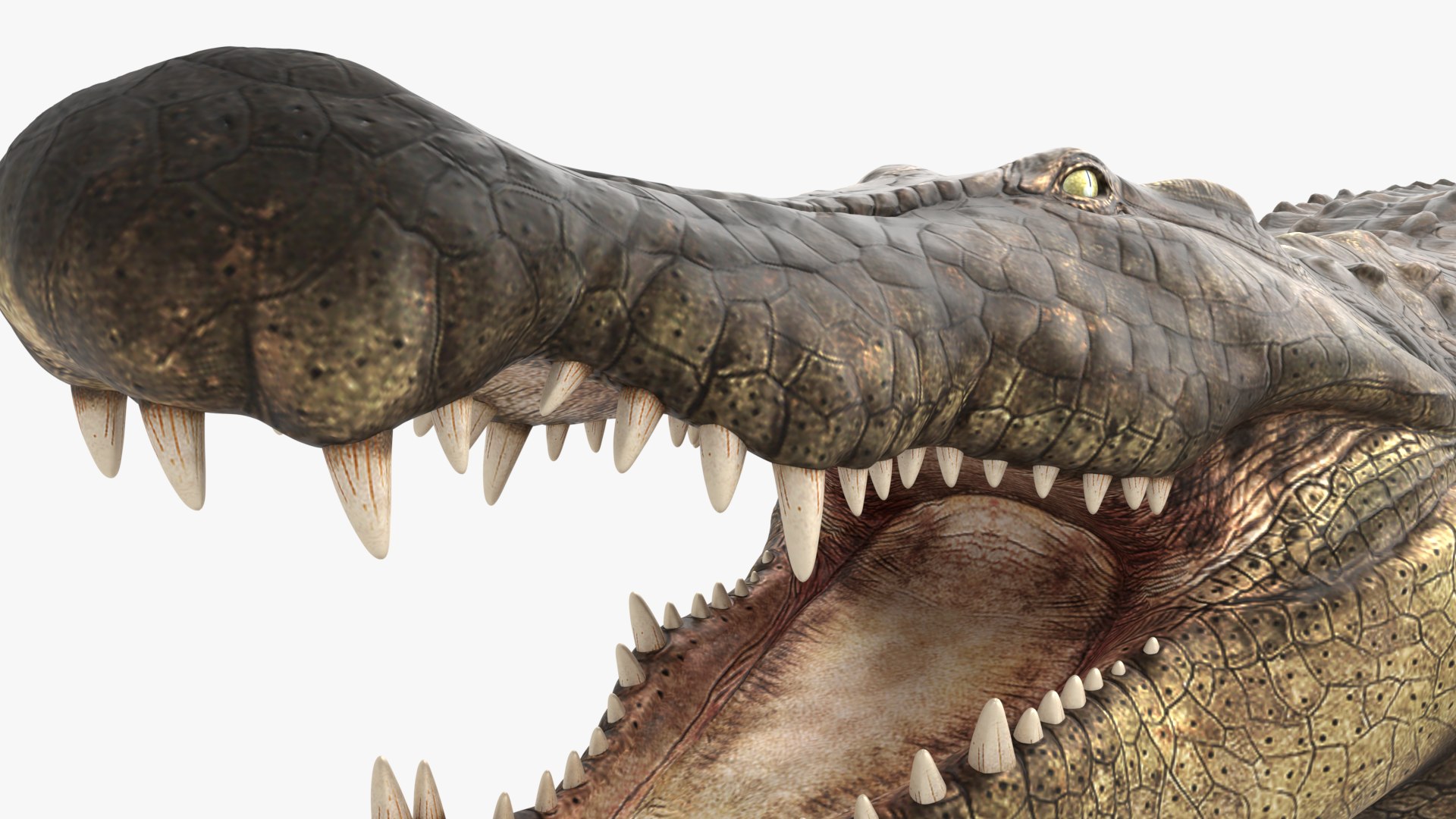 3D Realistic Crocodile Model: Rigged - TurboSquid 1466376